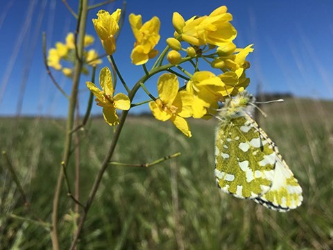 NATURE NOTES – ISLAND MARBLE BUTTERFLY – San Juan County Conservation ...