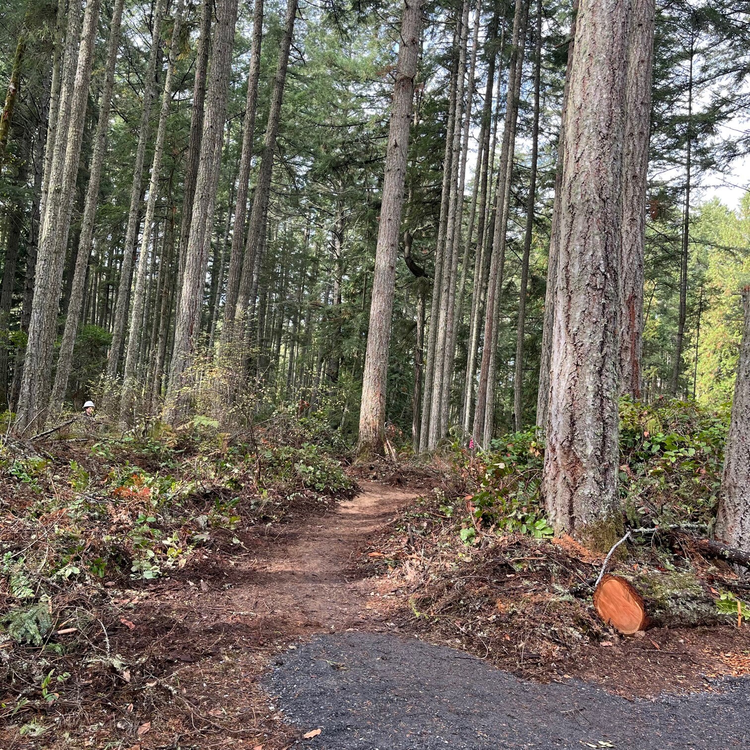 A Connector Trail and Parking Clarifications at Mount Grant Preserve on ...